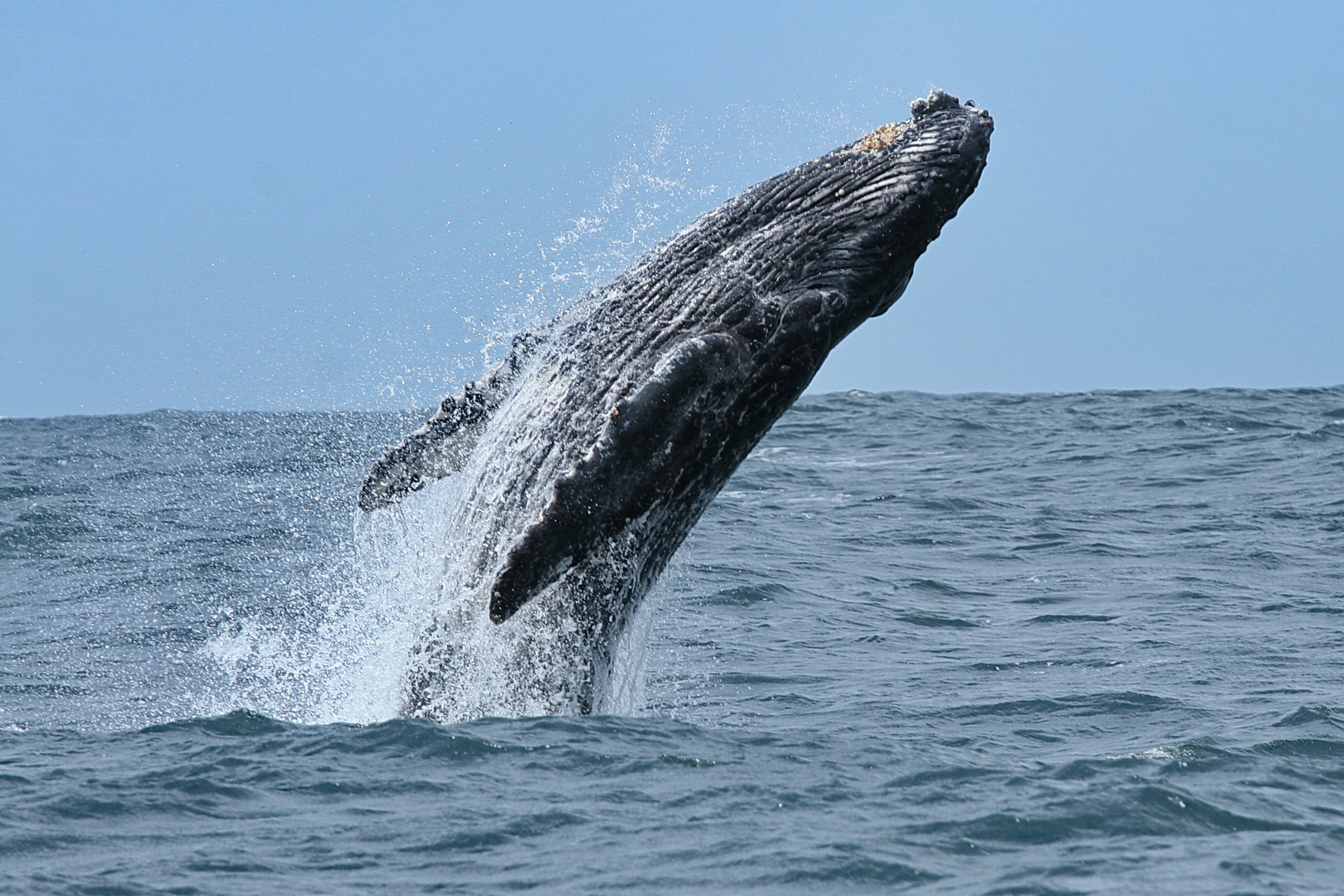 Buckelwal beim Sprung Foto & Bild | tiere, wildlife, säugetiere Bilder ...