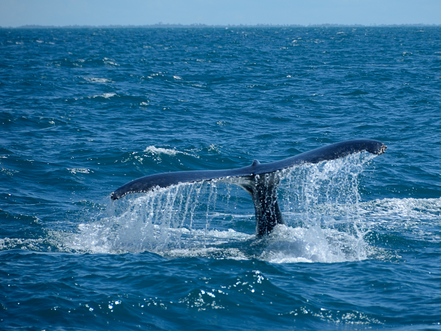 Buckelwal - Cumuruxatiba Foto & Bild | tiere, wildlife, säugetiere ...