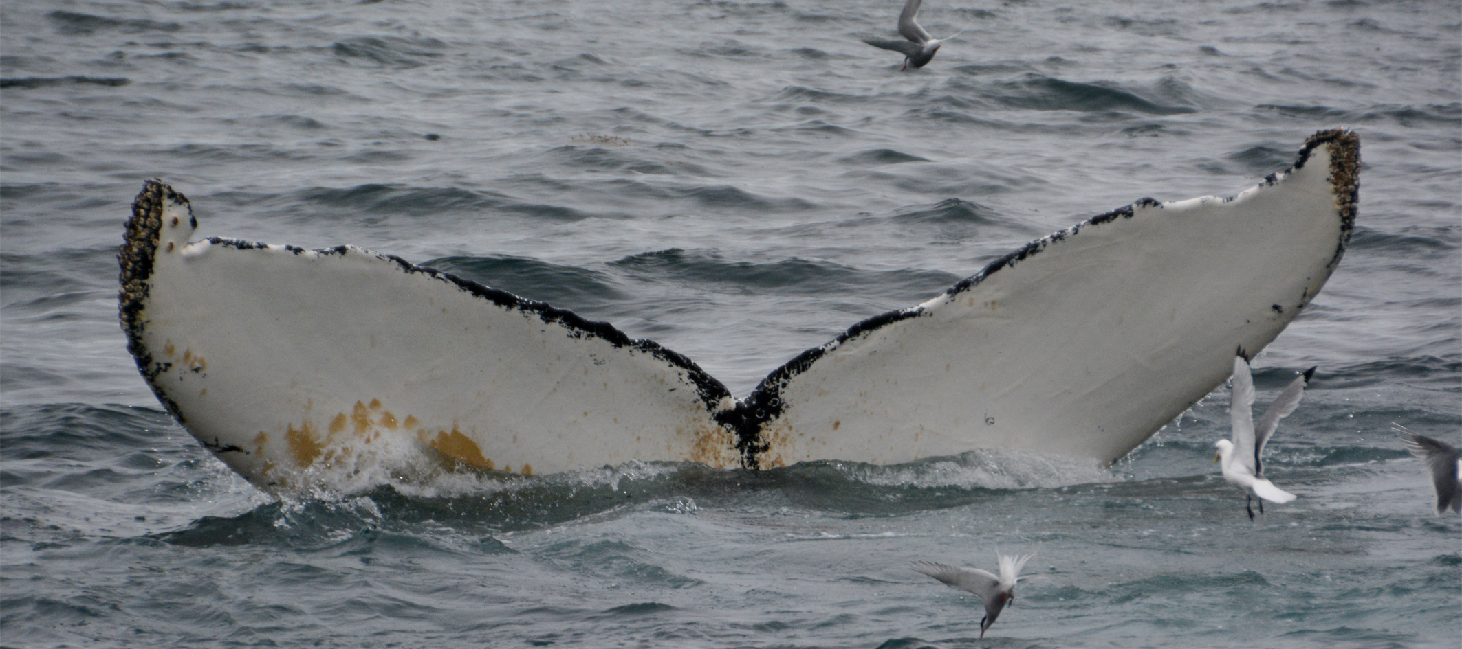 Buckelwal Foto & Bild | world, spezial, dokumentation Bilder auf ...