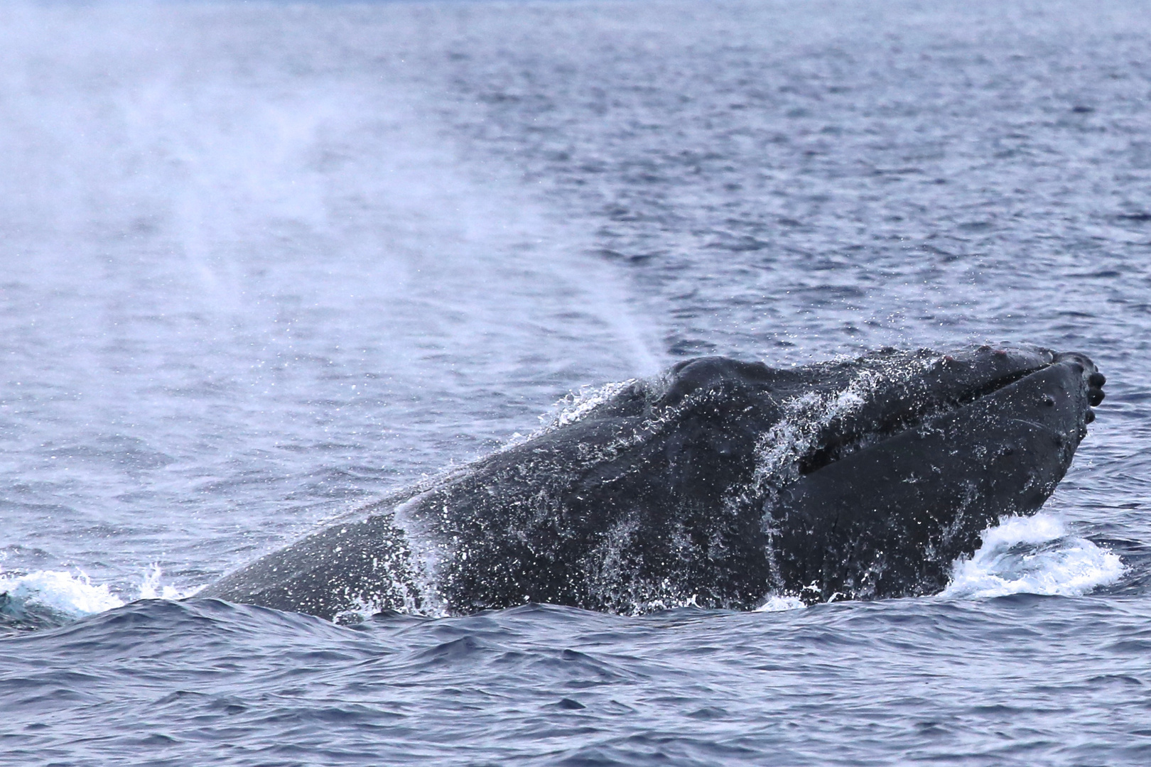 Buckelwal - da bläst er ! Foto & Bild | tiere, wildlife, säugetiere ...