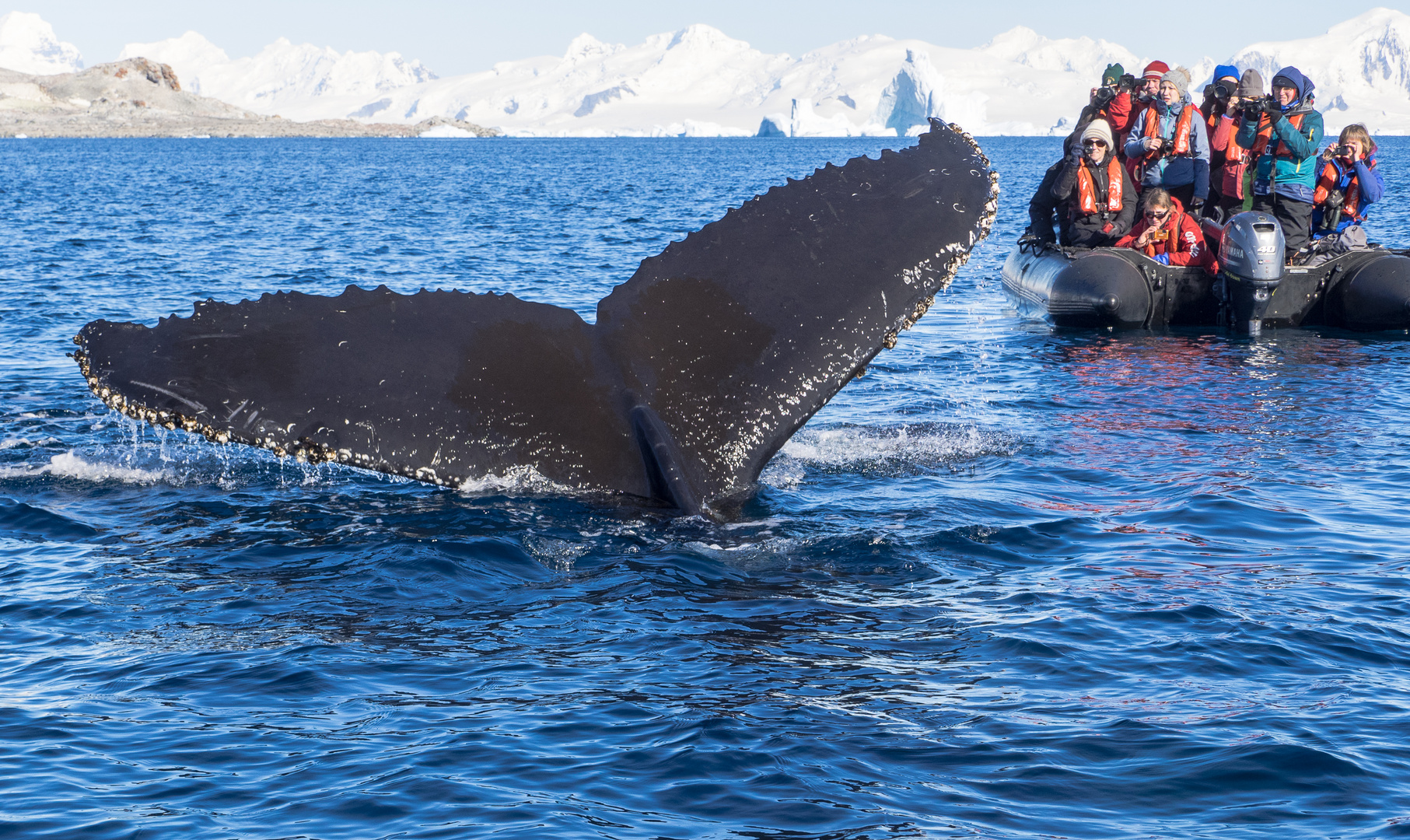 Buckelwal Foto & Bild | antarctica, poles, tiere der antarktis Bilder ...