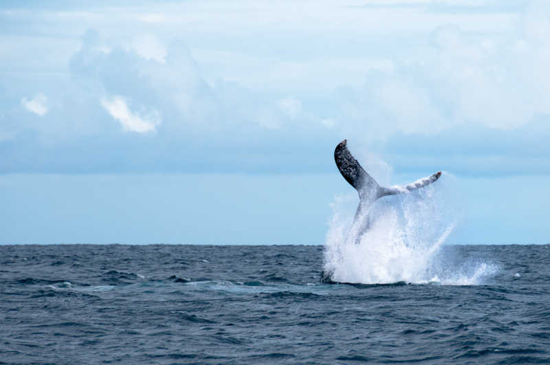 Buckelwal Foto & Bild | tiere, wildlife, säugetiere Bilder auf ...