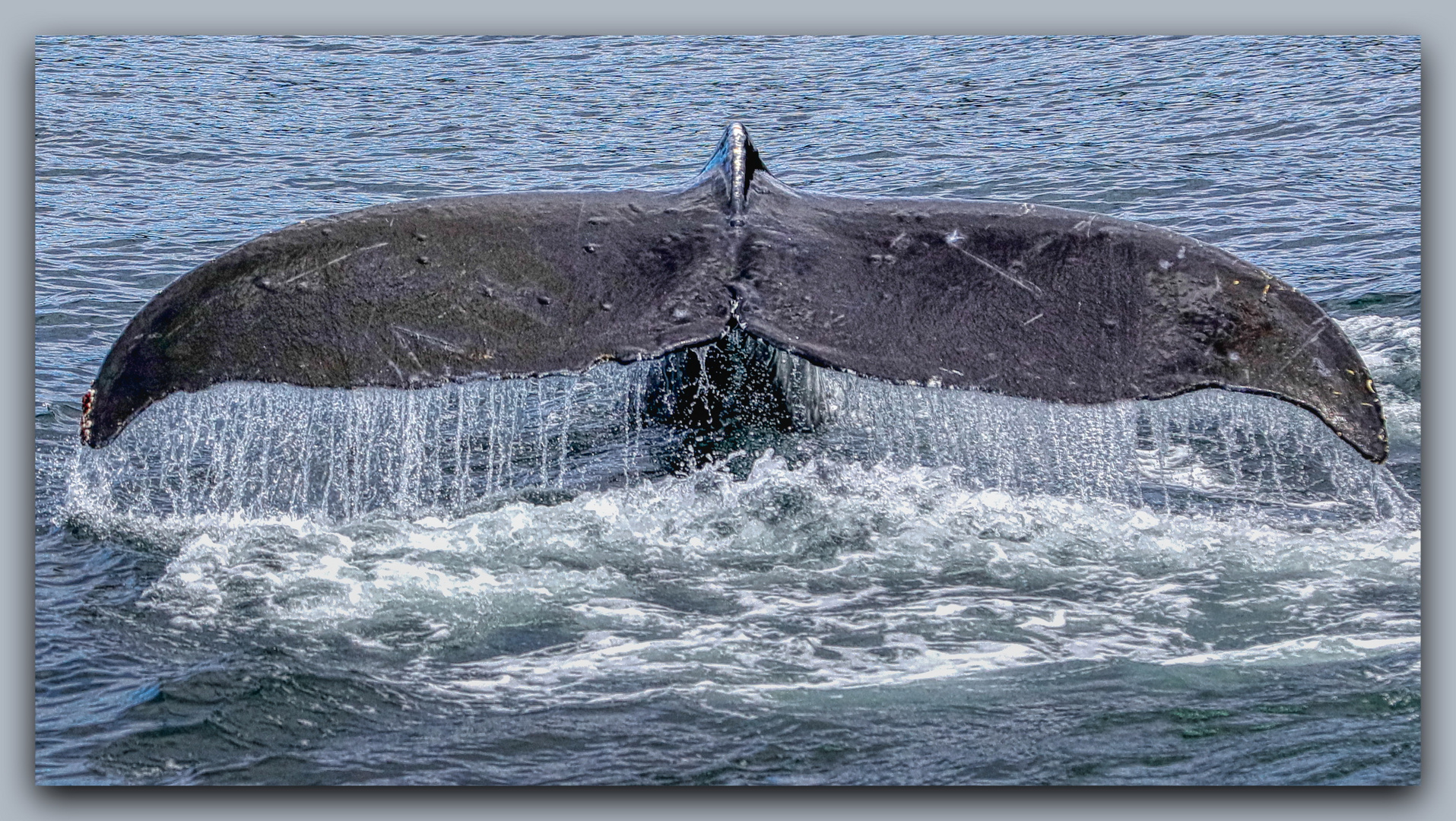 Buckelwal Fluke Foto & Bild | north america, united states, tiere ...