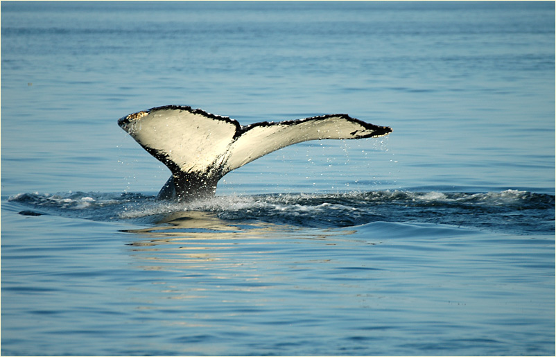 ~ Buckelwal-Fluke ~ Foto & Bild | tiere, wildlife, säugetiere Bilder ...