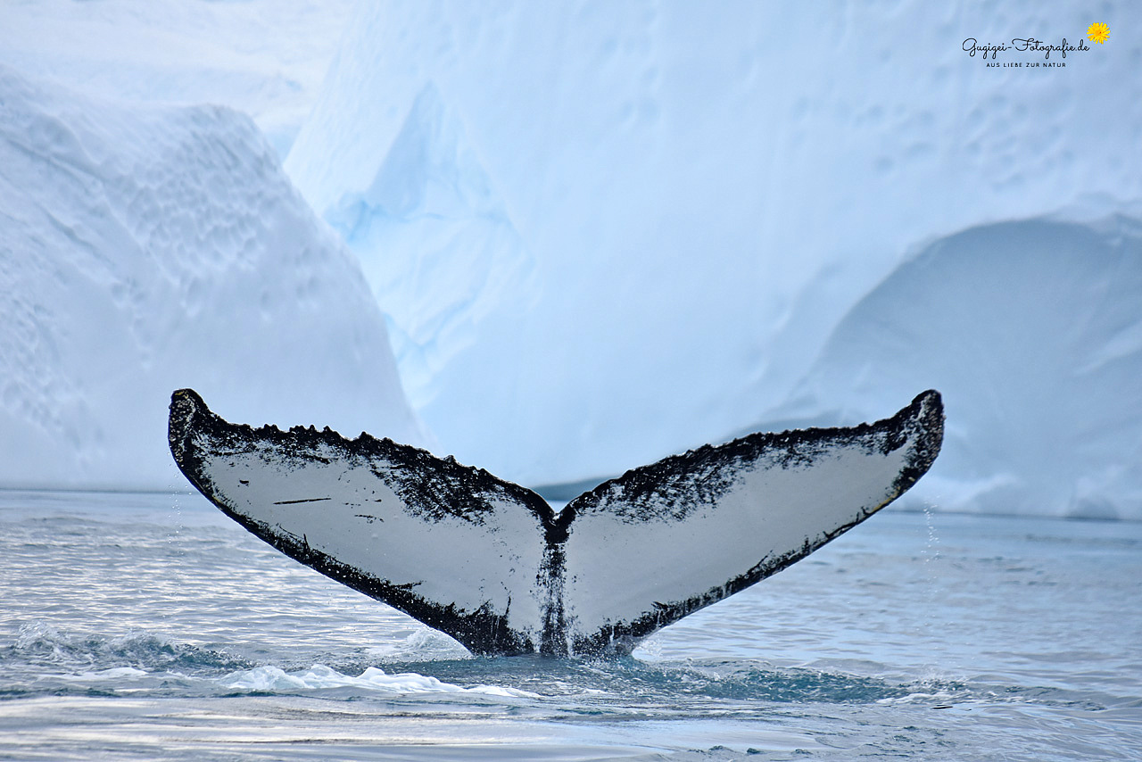 Buckelwal im Eisfjord Foto & Bild | tiere, wildlife, wildlife: sonstige ...