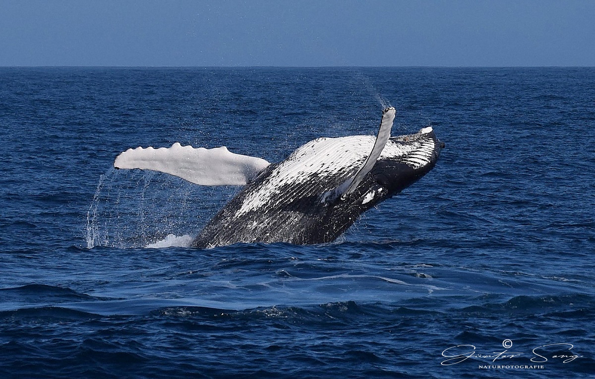 Buckelwal Jump Foto & Bild | tiere, wildlife, natur Bilder auf ...