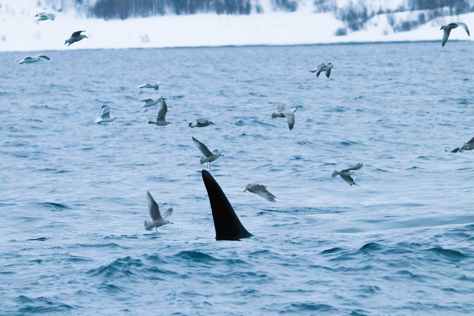 Buckelwal Rückenflosse Foto & Bild | europe, scandinavia, norway Bilder ...