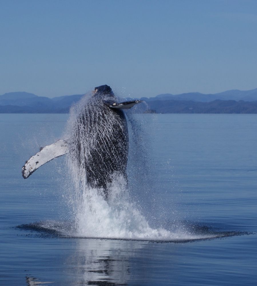 Buckelwal Vancouver Island Foto & Bild | tiere, wildlife, säugetiere ...