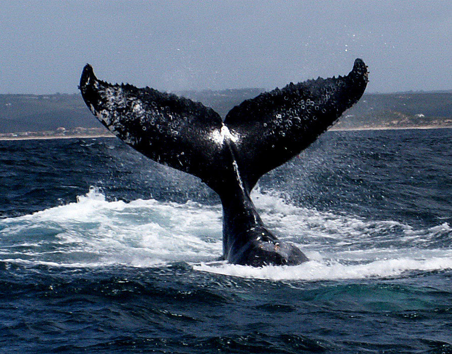 Buckelwal zeigt Flosse Foto & Bild | tiere, wildlife, säugetiere Bilder ...