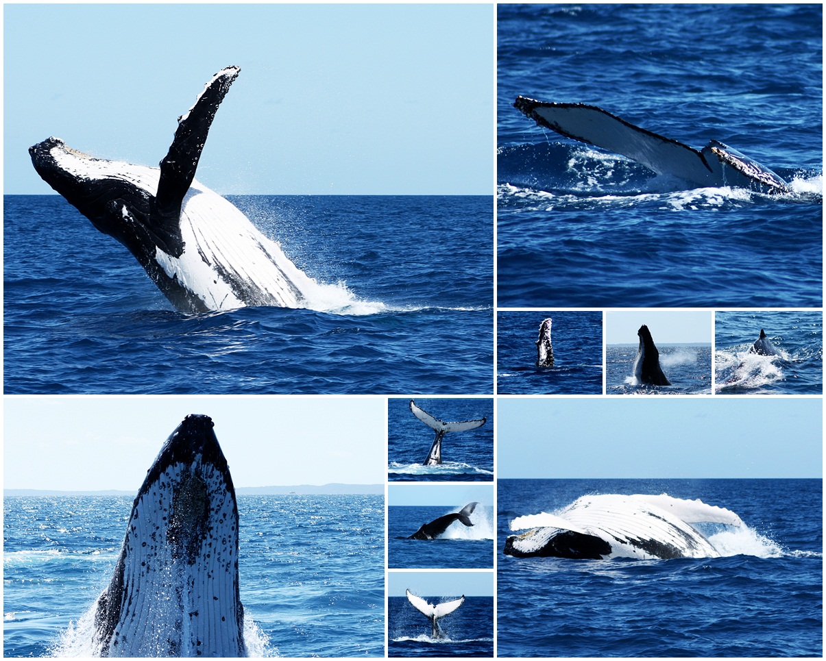 Buckelwale Foto & Bild | tiere, wildlife, wildlife: sonstige tiere ...