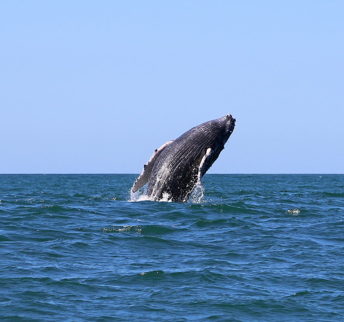 Buckelwale an Costa Ricas Pazifikküste Foto & Bild | fotos, world ...