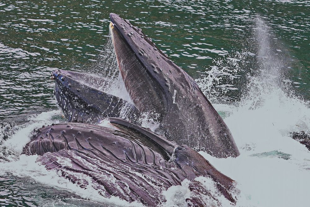 Buckelwale Detail Foto & Bild | north america, united states, tiere ...