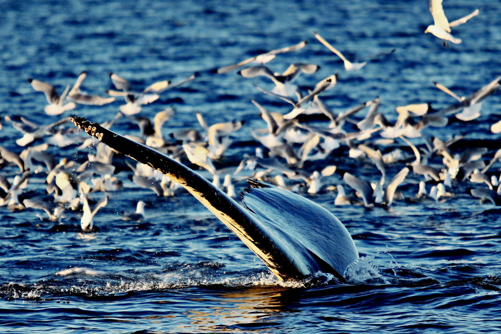 Buckelwale zur Mitternachtssonne Foto & Bild | meer, natur, norwegen ...