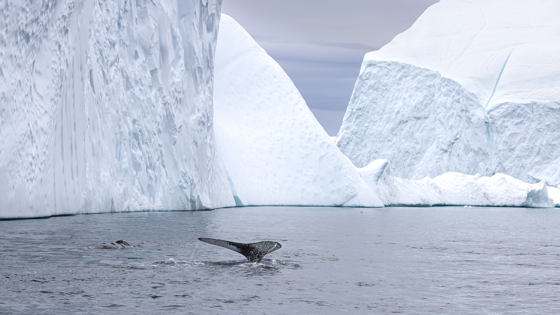 Buckelwale zwischen dem Eis - 8 Foto & Bild | north america, tiere ...
