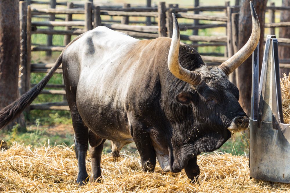 Bue Maremmano Foto % Immagini| animali, animali domestici e da cortile ...