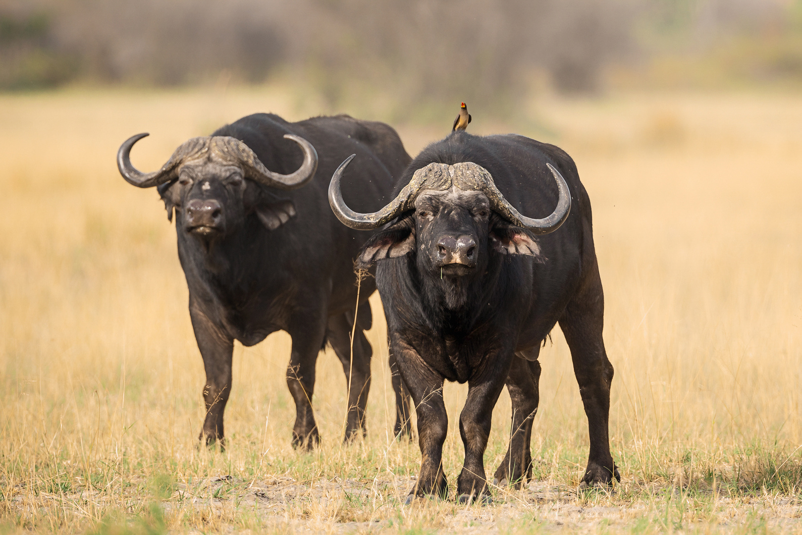 Büffel Foto & Bild | africa, southern africa, tiere Bilder auf ...