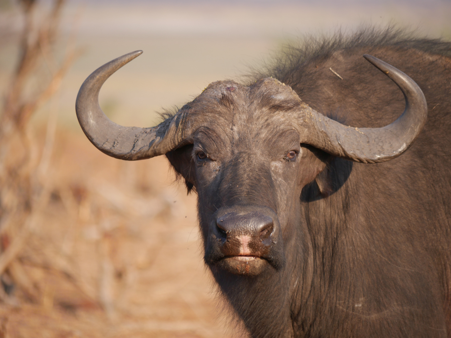 Büffel Foto & Bild | tiere, wildlife, wildlife: sonstige tiere Bilder ...