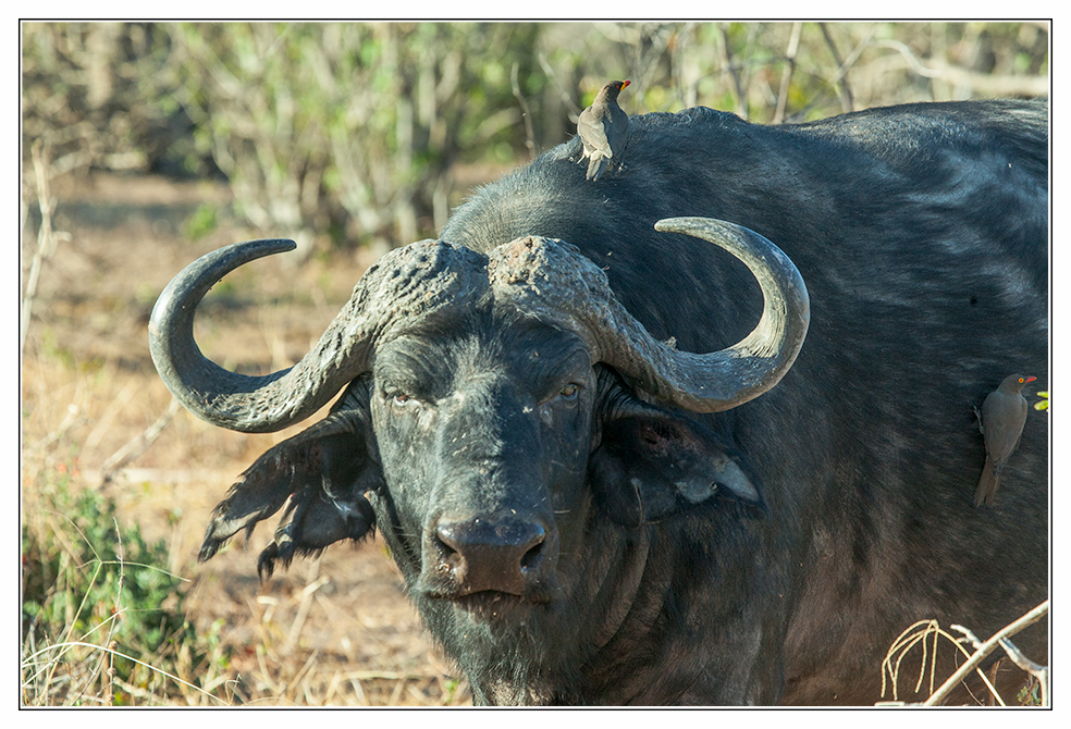 Büffel Foto & Bild | tiere, wildlife, säugetiere Bilder auf fotocommunity