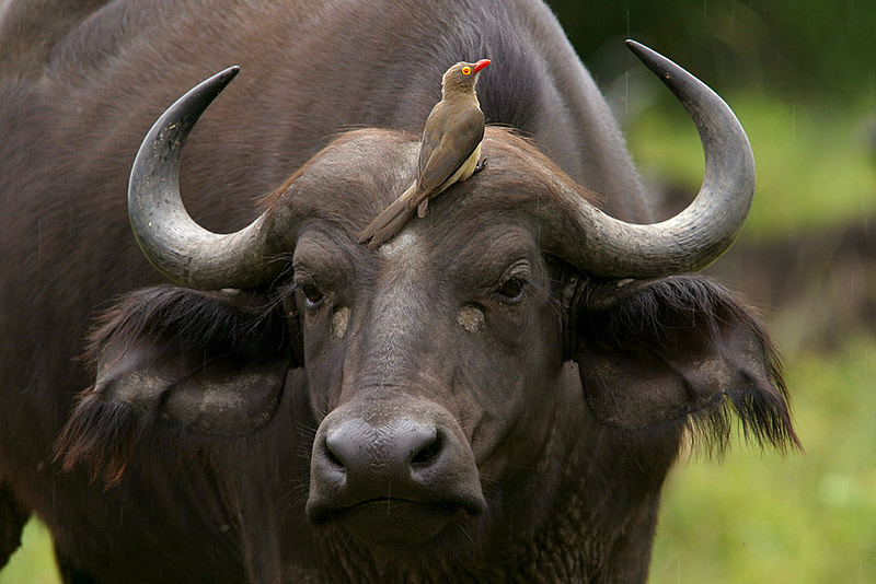 büffel mit vogel Foto & Bild | tiere, wildlife, säugetiere Bilder auf ...