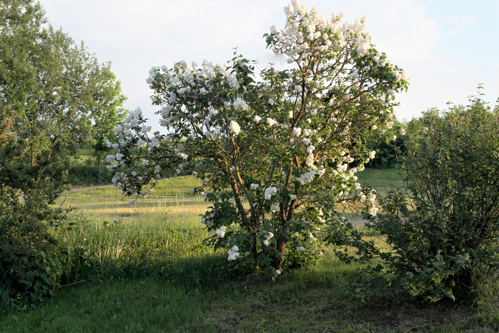 Büsche und Blüten im Abendlicht Foto & Bild | wiese, abendstimmung ...
