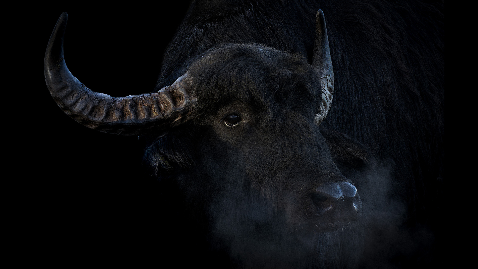 Buffalo Foto & Bild | tiere, haustiere, nutztiere Bilder auf fotocommunity