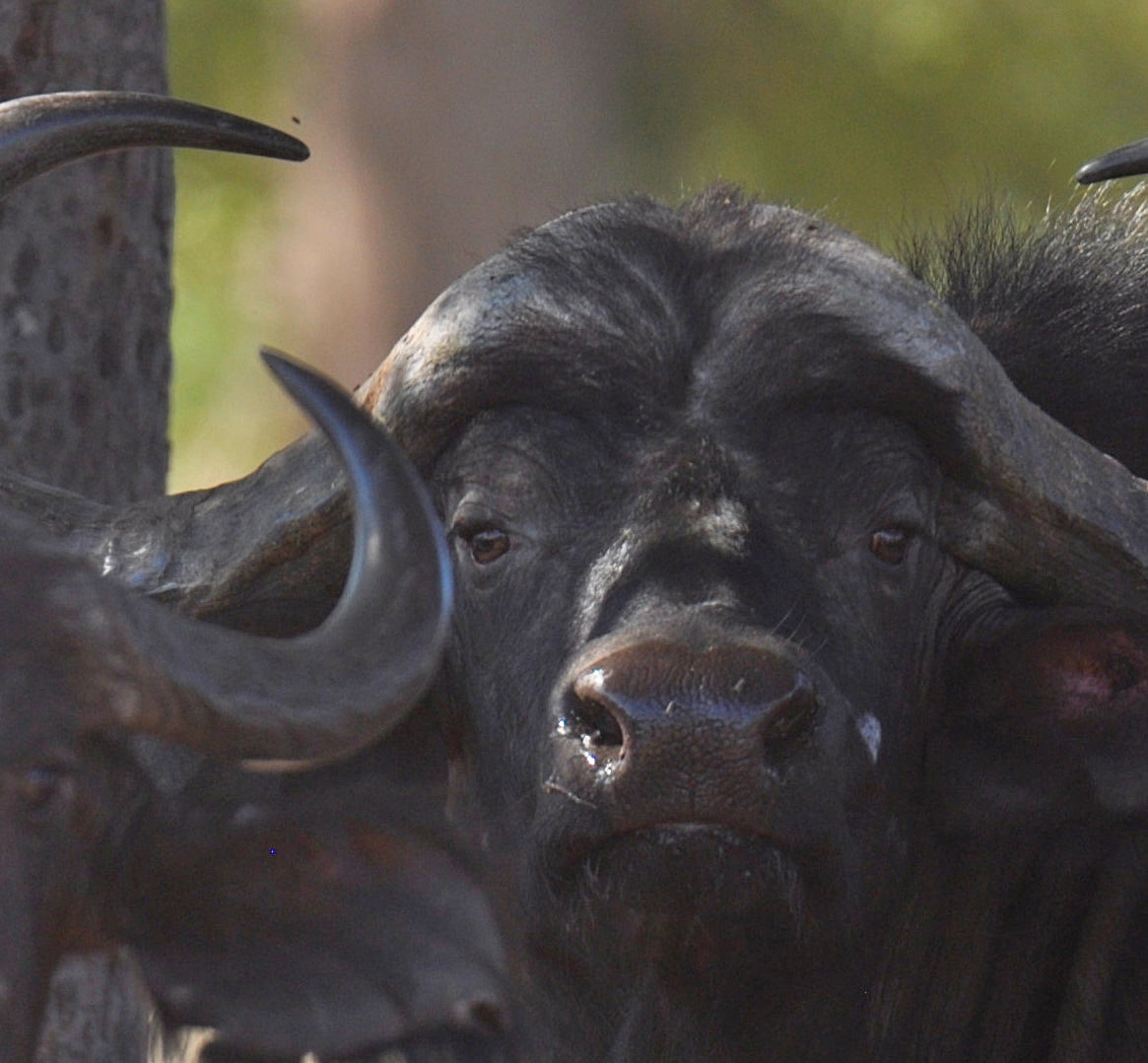 Buffalo Core P._ Foto & Bild | tiere, wildlife, säugetiere Bilder auf ...