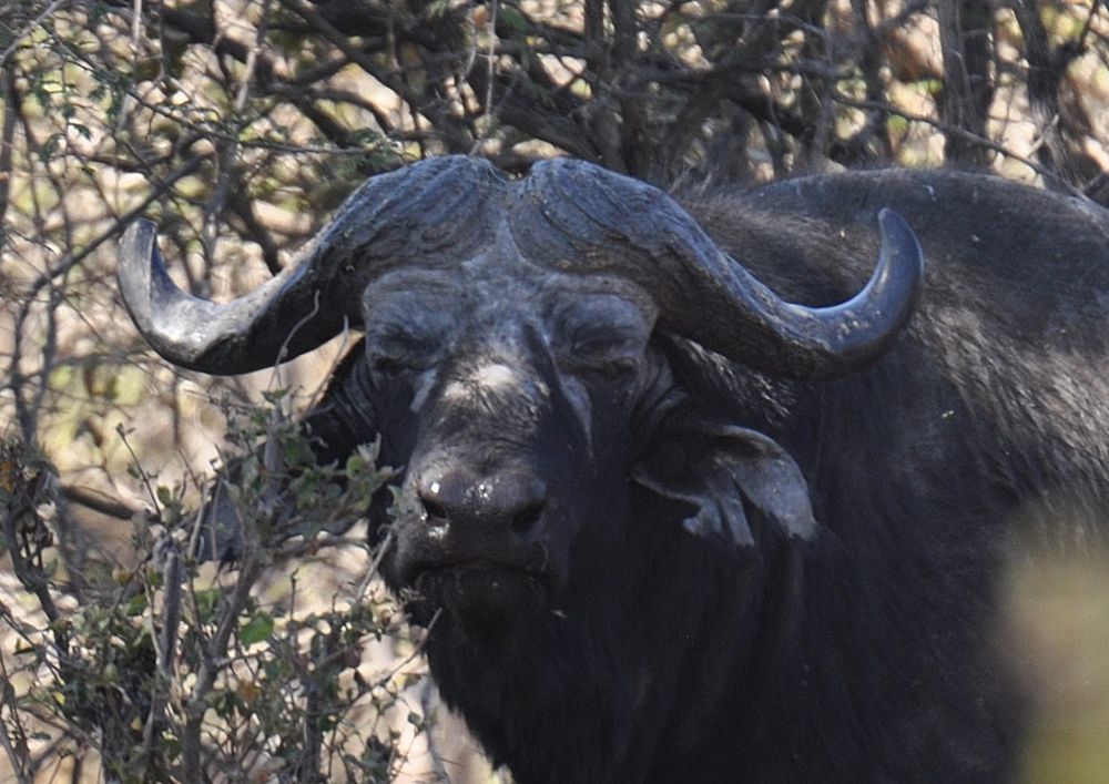 Bu?ffel Foto & Bild | tiere, wildlife, säugetiere Bilder auf fotocommunity