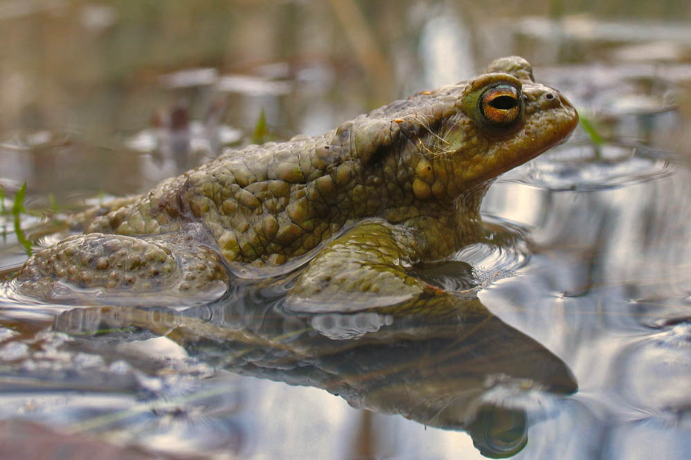 Buffo Buffo Foto & Bild | tiere, wildlife, amphibien & reptilien Bilder ...