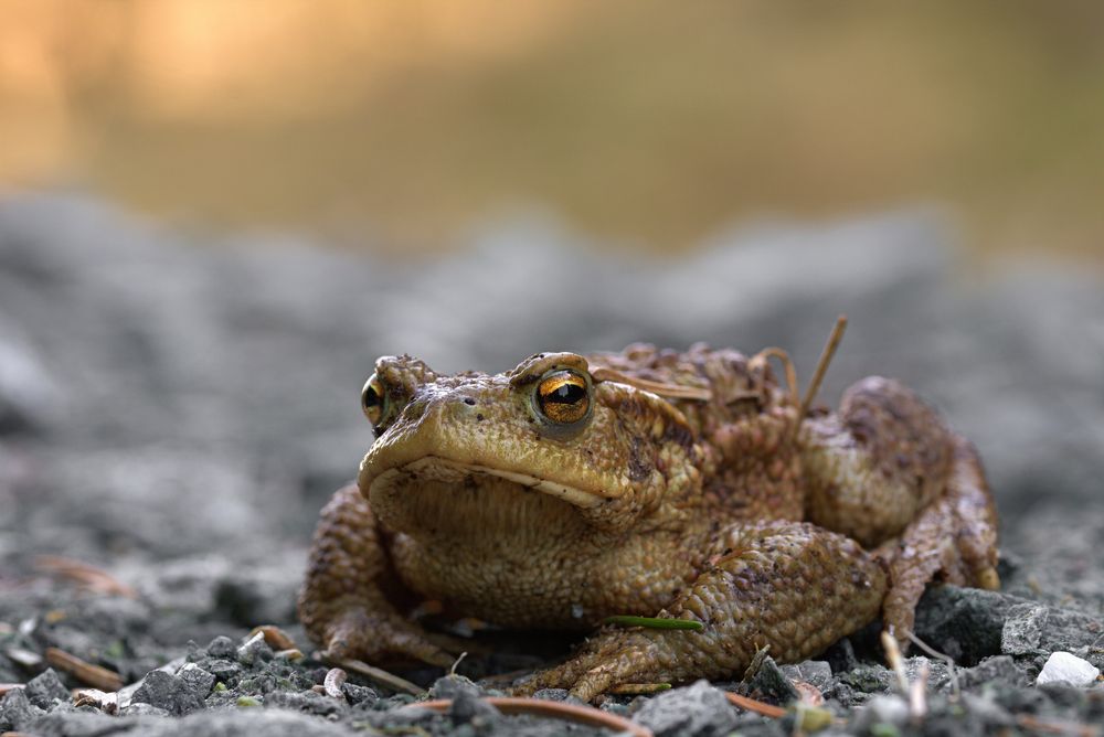 Bufo Bufo Foto & Bild | tiere, wildlife, amphibien & reptilien Bilder ...