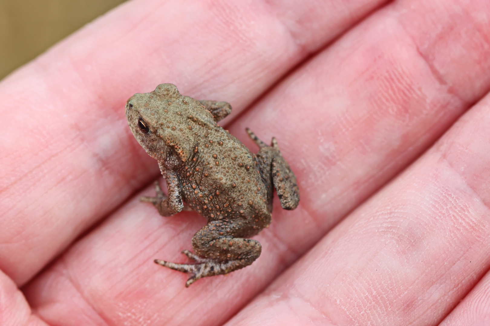 Bufo bufo Foto & Bild | natur, tiere, wildlife Bilder auf fotocommunity