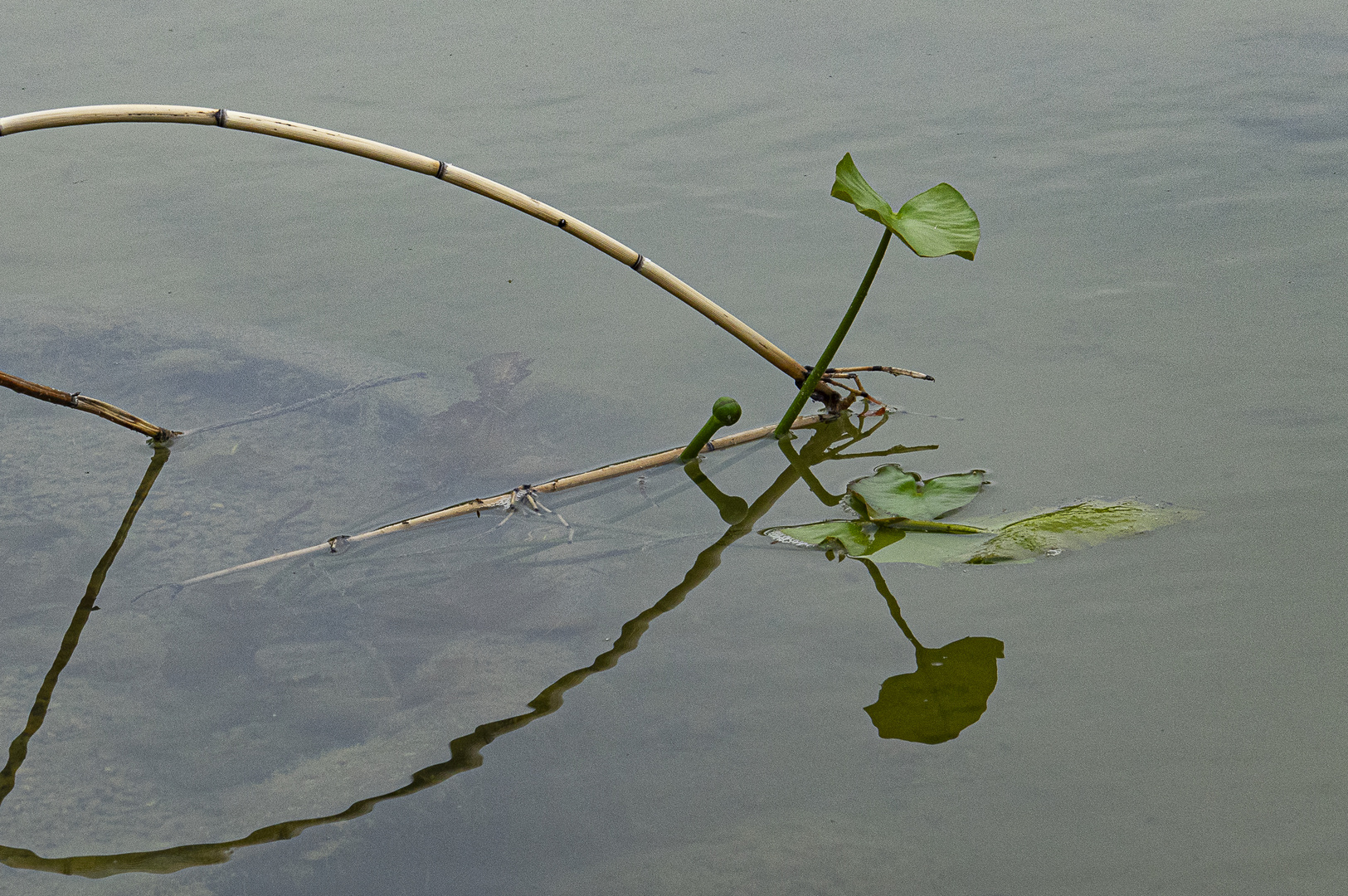 BUGA 2023 -7- Foto & Bild | pflanzen, pilze & flechten, sonstiges ...