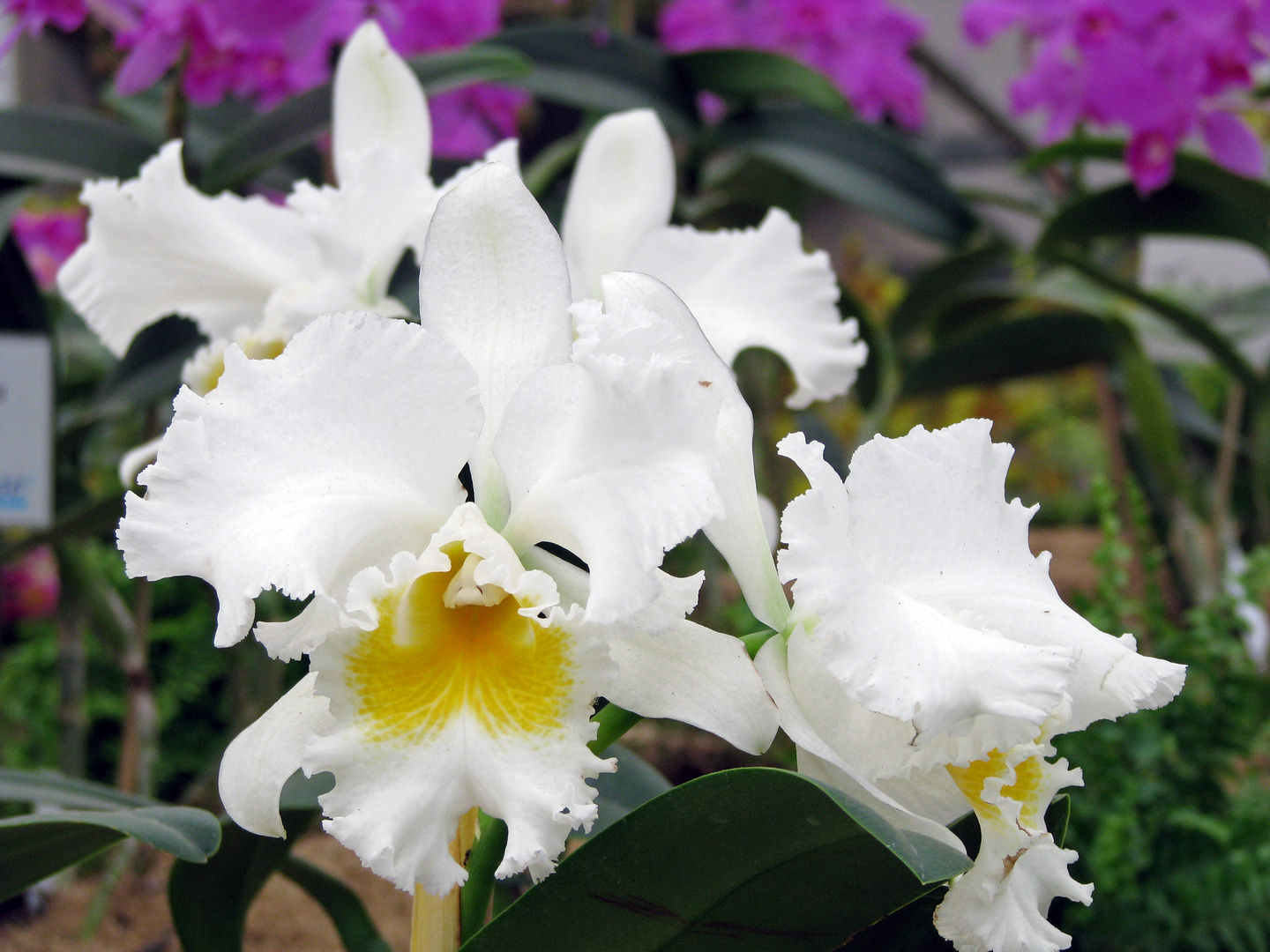 BUGA Foto & Bild | pflanzen, pilze & flechten, blüten- & kleinpflanzen ...