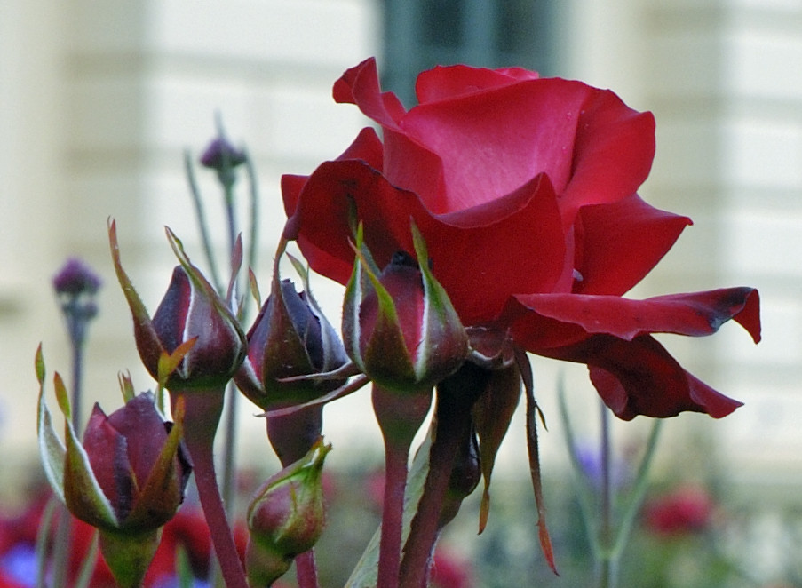 BUGA-Rose Foto & Bild | landschaft, garten- & parklandschaften ...