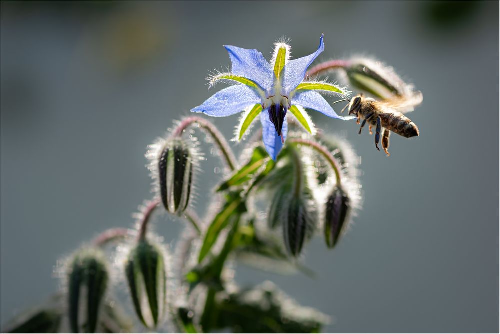 BUGA (XXXIV) Foto & Bild | tiere, wildlife, insekten Bilder auf ...