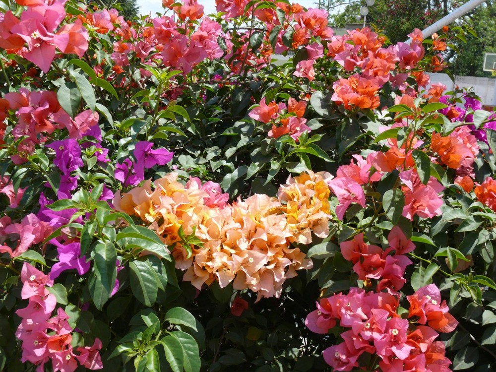 bugambilias Imagen & Foto | plantas, flores, naturaleza Fotos de ...