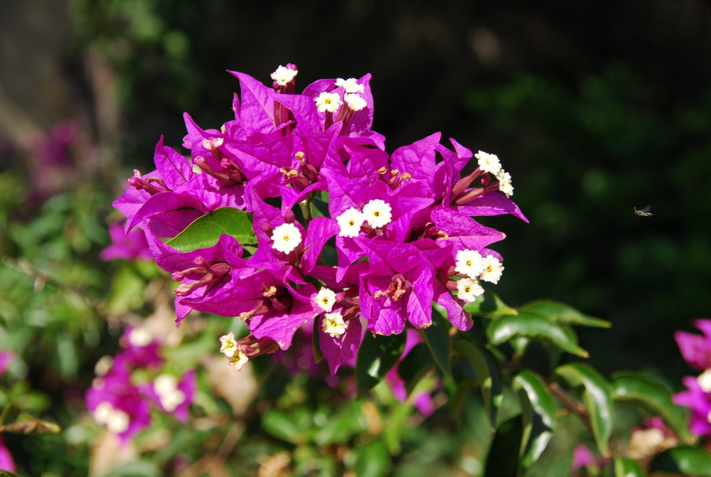 Buganvilia Imagen & Foto | plantas, flores, naturaleza Fotos de ...