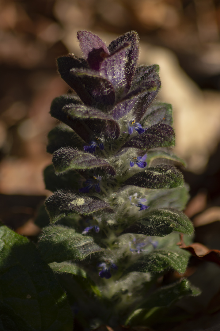 Búgula piramidal Imagen & Foto | nature, spain, world Fotos de ...