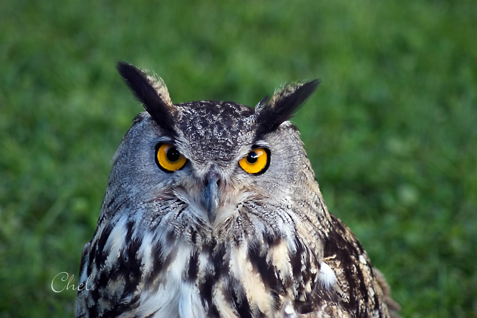 Buho Imagen & Foto | animales, animales en cautividad, naturaleza Fotos ...