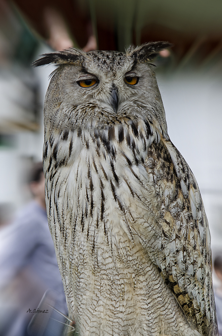 Buho Real Imagen & Foto | naturaleza, animales, aves Fotos de fotocommunity