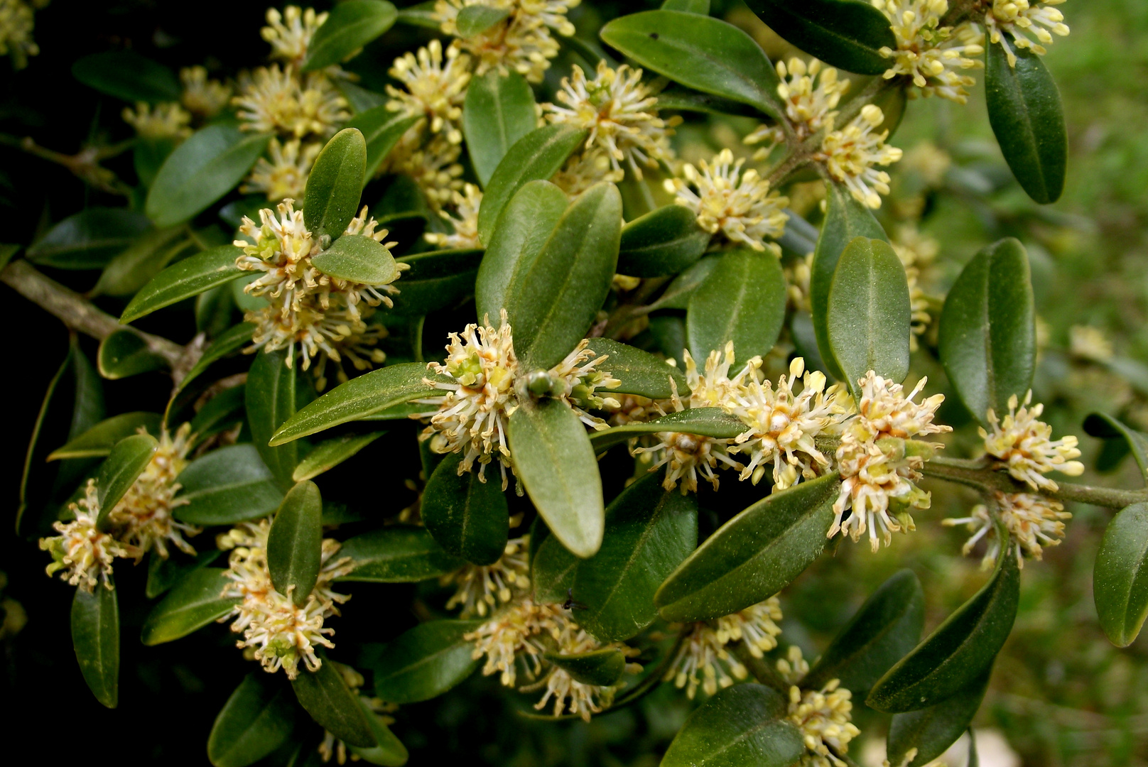 BUIS EN FLEURS photo et image | les saisons, printemps, nature Images ...