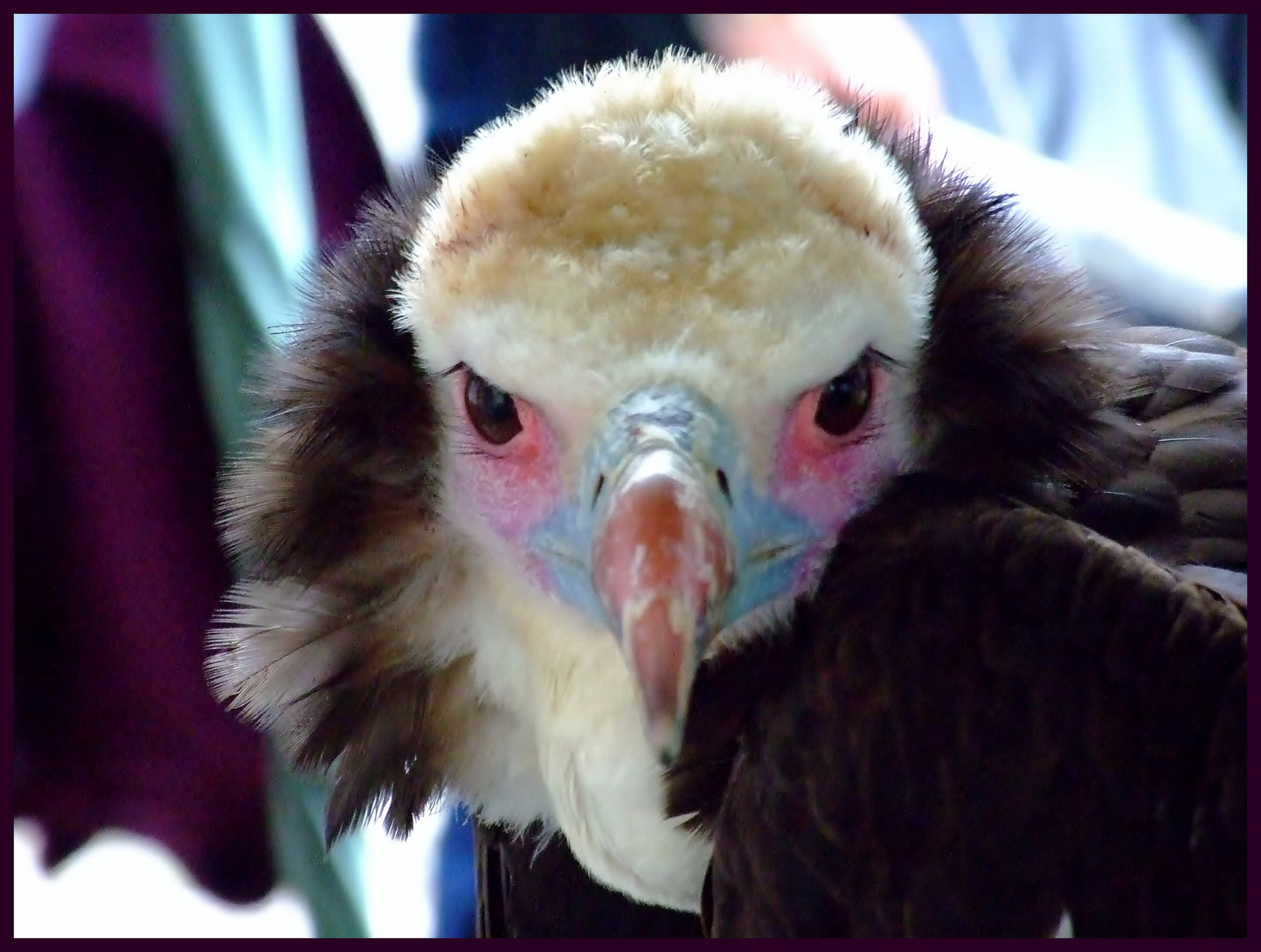 Buitre de cabeza blanca, aegypius occipitalis. Imagen & Foto | animales ...