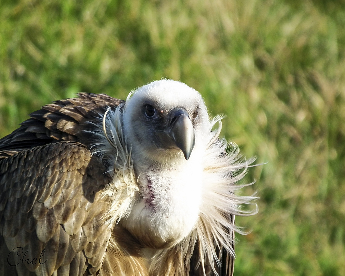 Buitre leonado Imagen & Foto | animales, animales en cautividad ...