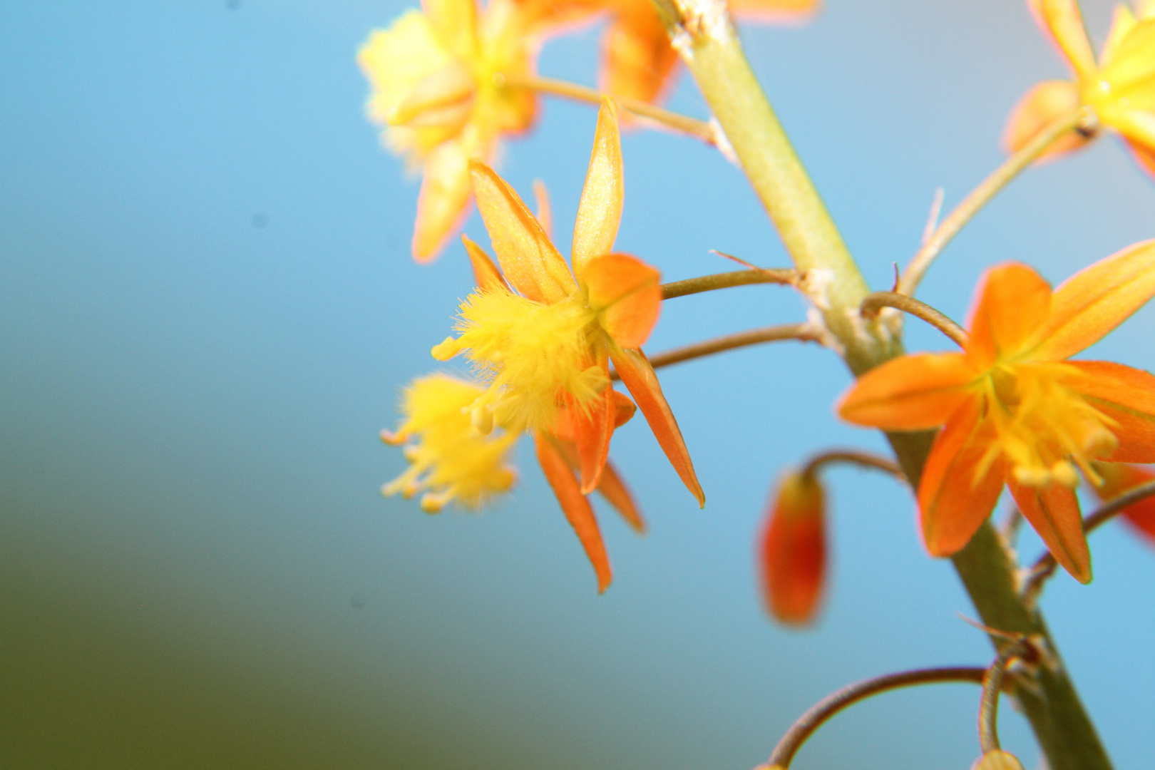 Bulbine frutescens Medicus Foto & Bild | pflanzen, pilze & flechten ...