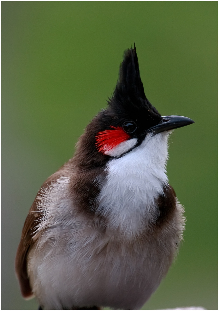 BulBul - Mauritius Foto & Bild | tiere, wildlife, wild lebende vögel ...