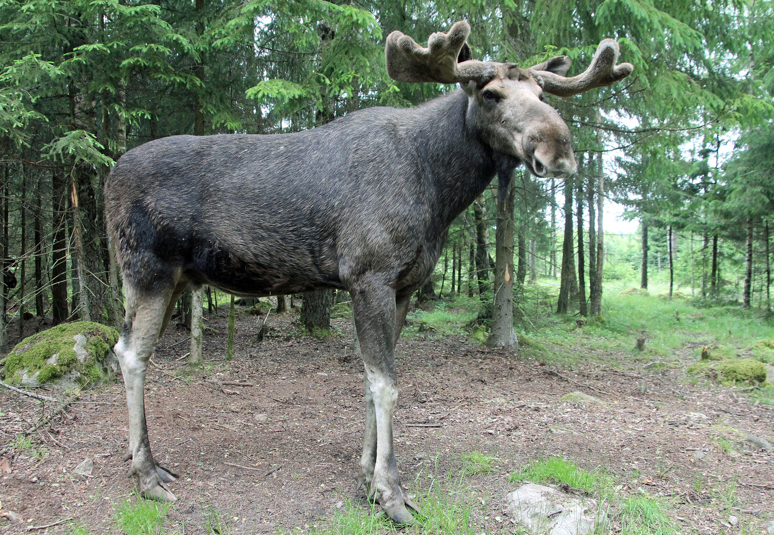 - Bulle - Foto & Bild | world, schweden, sweden Bilder auf fotocommunity