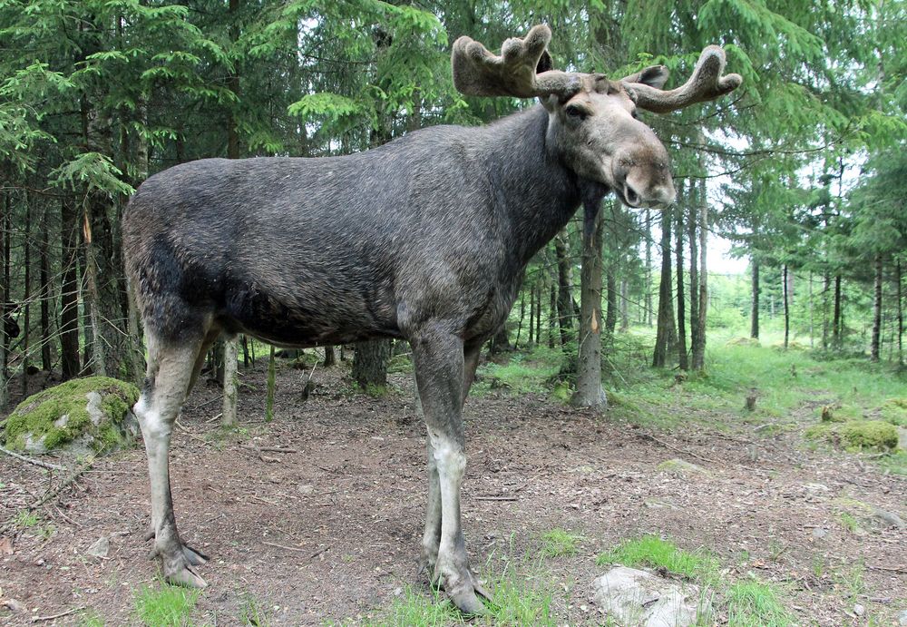 - Bulle - Foto & Bild | world, schweden, sweden Bilder auf fotocommunity