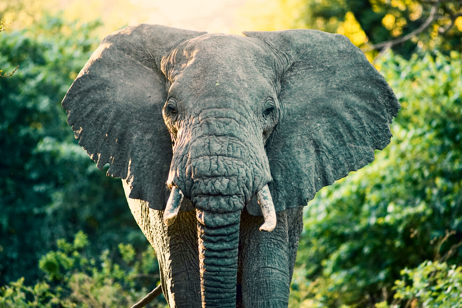 Bulle Foto & Bild | natur, afrika, tiere Bilder auf fotocommunity