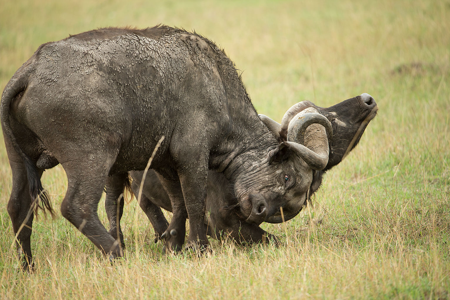 Bullen Kampf Foto & Bild | natur, tiere, wildlife Bilder auf fotocommunity