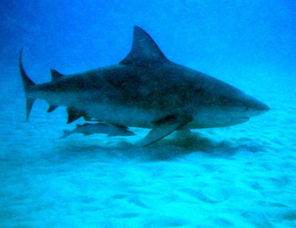 Bullenhai Foto & Bild | tiere, tier und mensch, natur Bilder auf ...