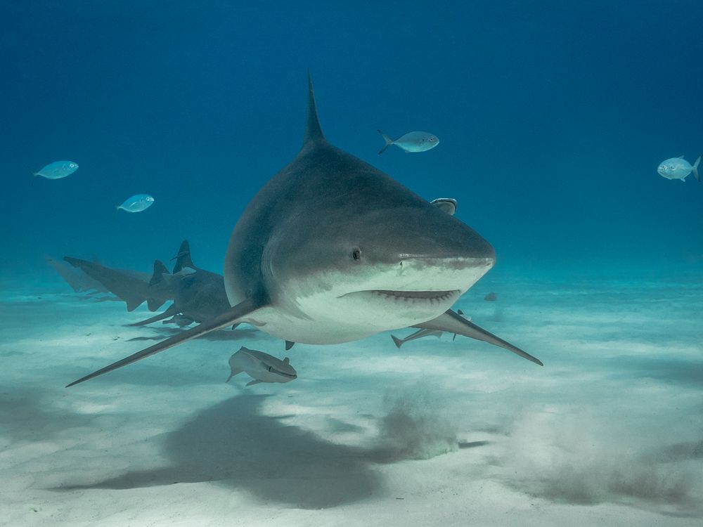 Bullenhai Bimini Januar 2017 Foto & Bild | unterwasser, uw-salzwasser ...